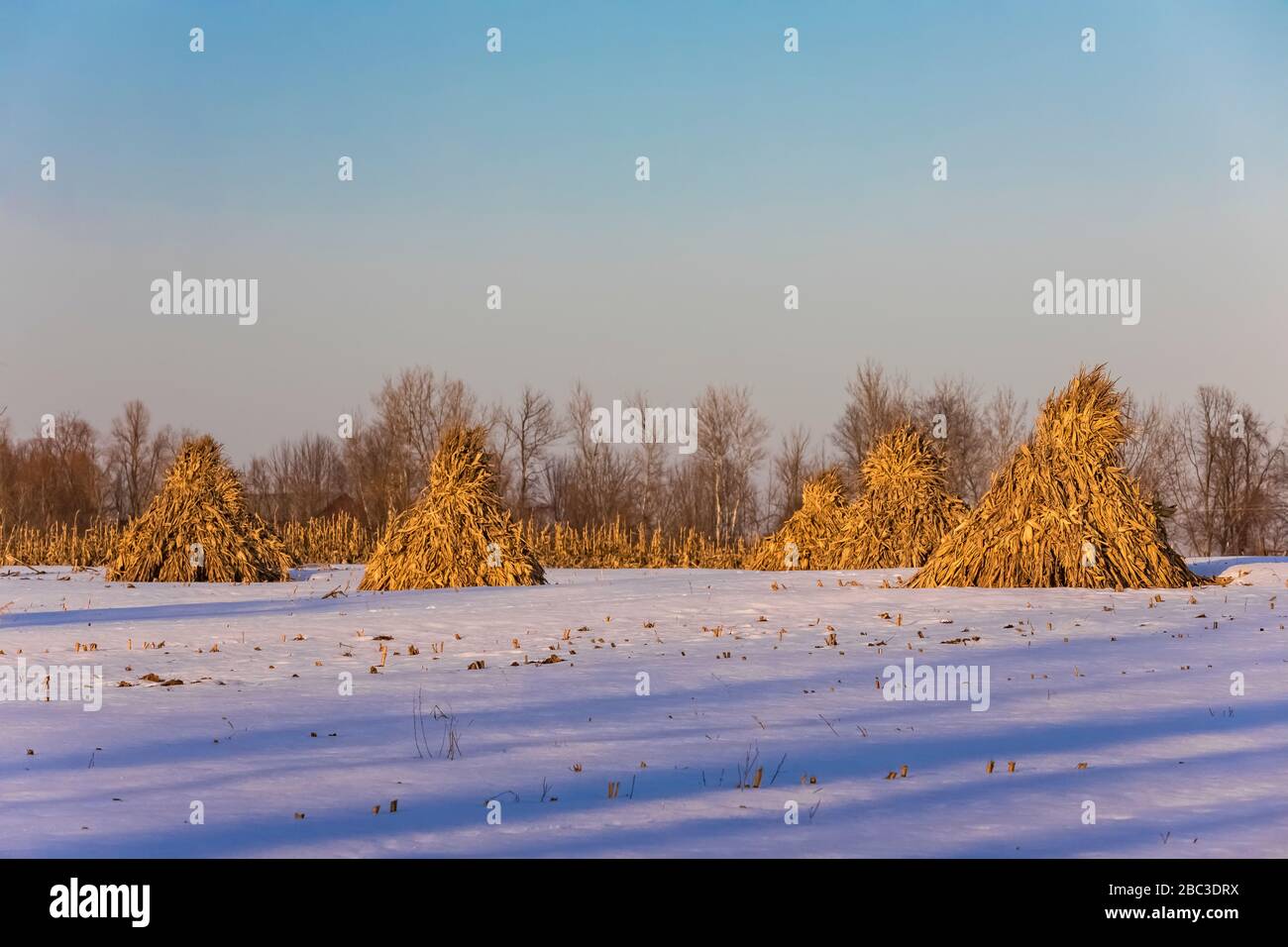 Amish storage of harvested corn stalks in the winter, piled in corn ...