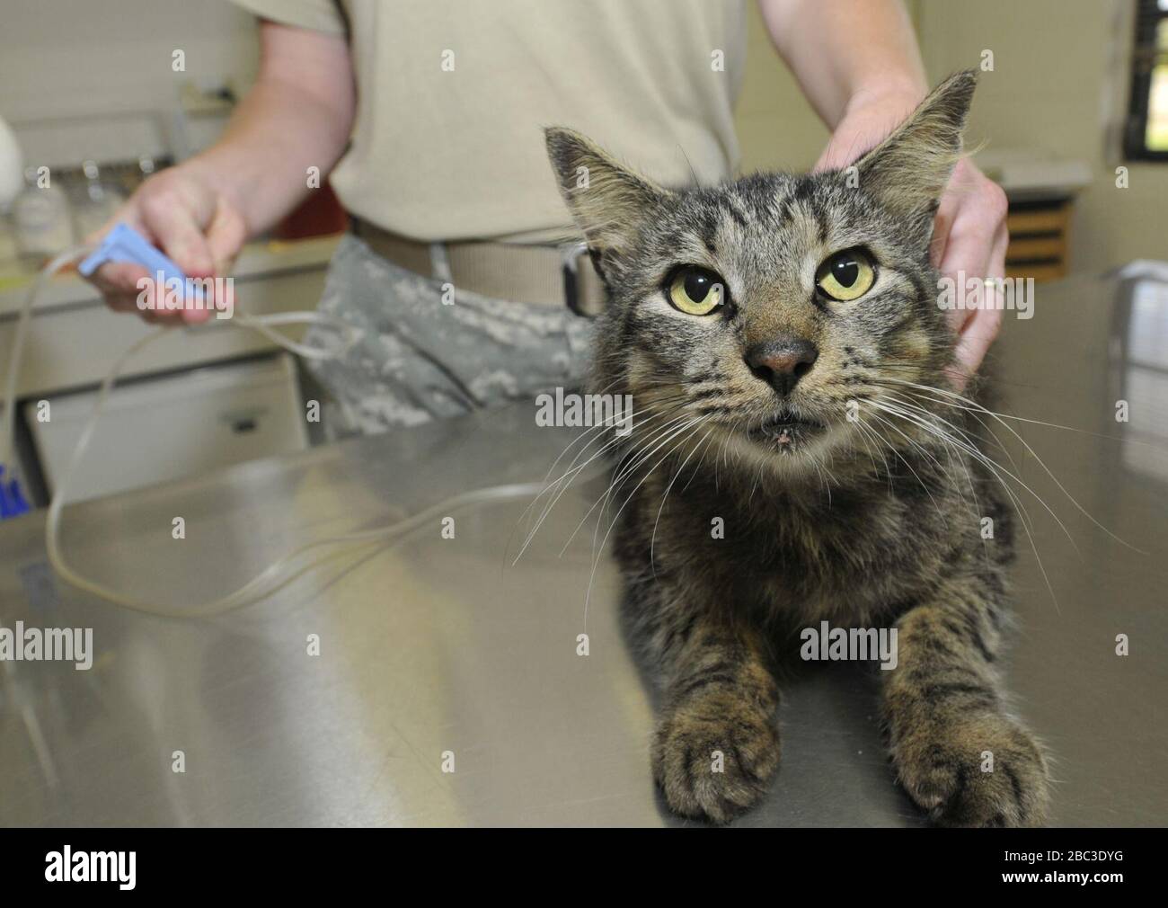 GTMo Vet Hydrates Bandit Stock Photo - Alamy