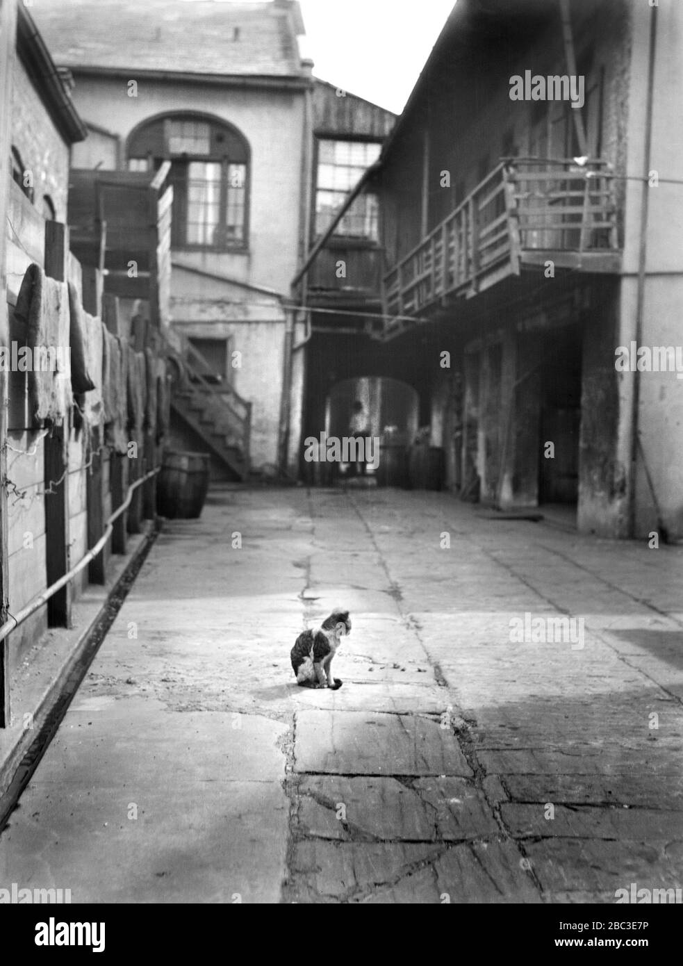 Outdoor cat 1920s hi-res stock photography and images - Alamy