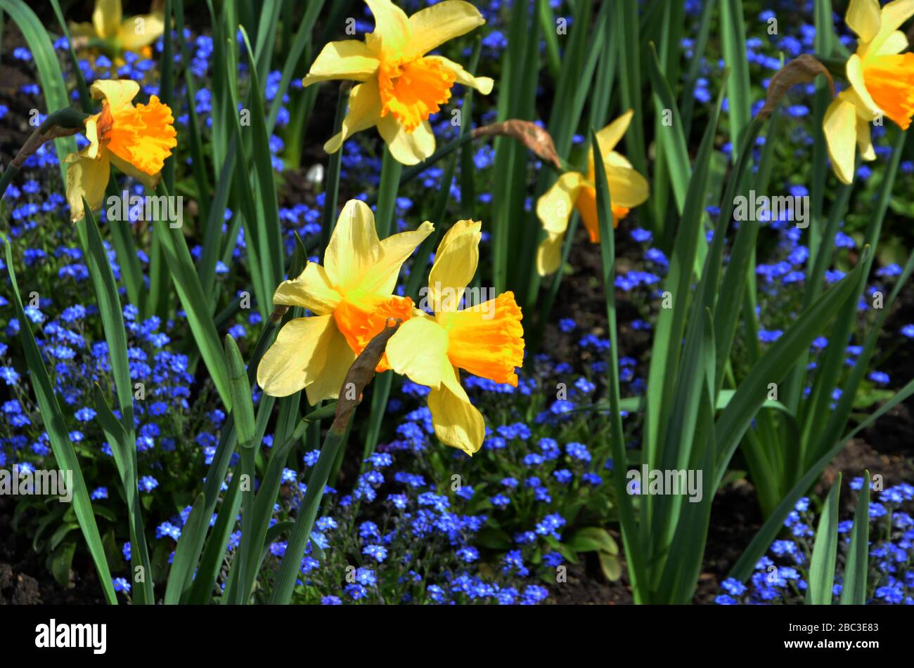 Flower snowdrops daffodils narcissus hi-res stock photography and ...