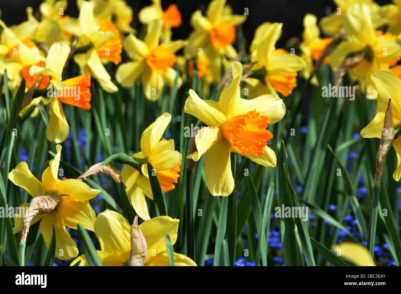 Flower snowdrops daffodils narcissus hi-res stock photography and ...