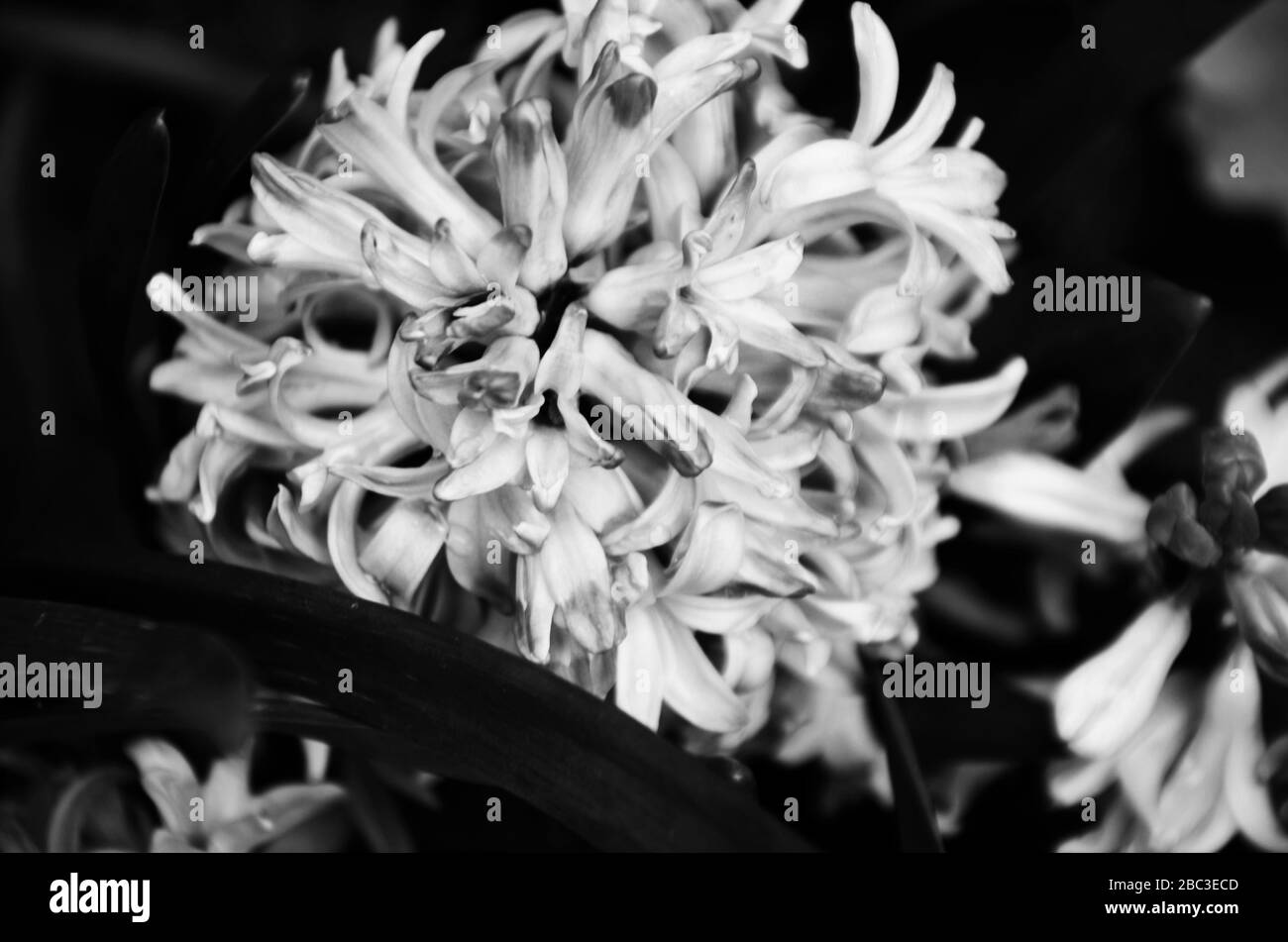 Expansion view Black and White Stock Photos & Images - Alamy
