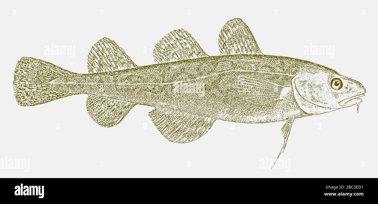 Frostfish microgadus tomcod, a cod from the western atlantic in side ...