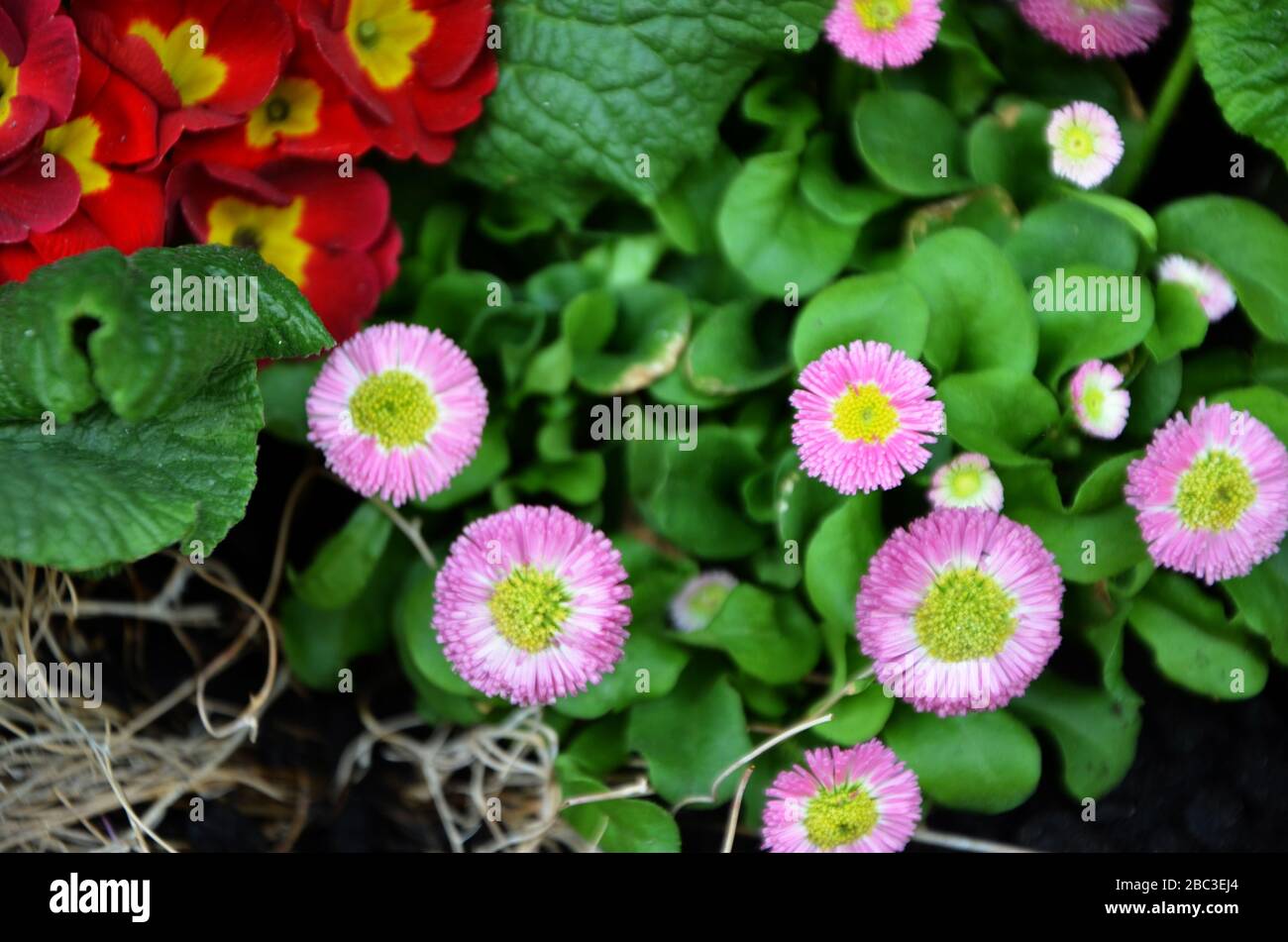 natural flowers close up view Stock Photo - Alamy