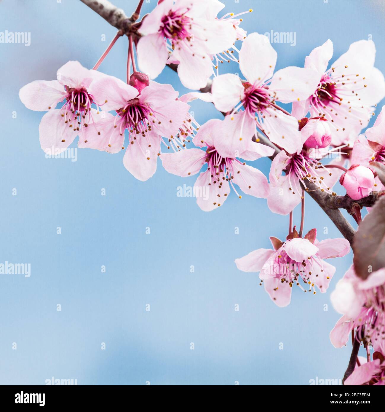 Wood cherry blossom hi-res stock photography and images - Alamy