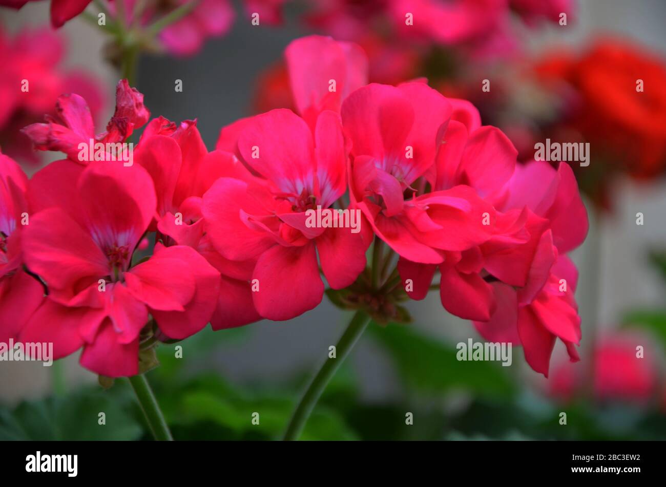 pelargonium flower close up view Stock Photo - Alamy