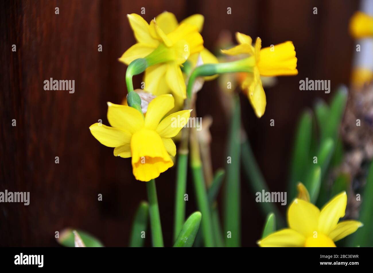 Flower snowdrops daffodils narcissus hi-res stock photography and ...