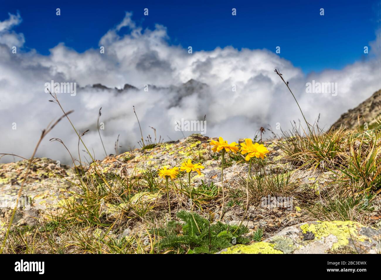 Anzer Plateau in İkizdere district of Rize, where world famous Anzer ...