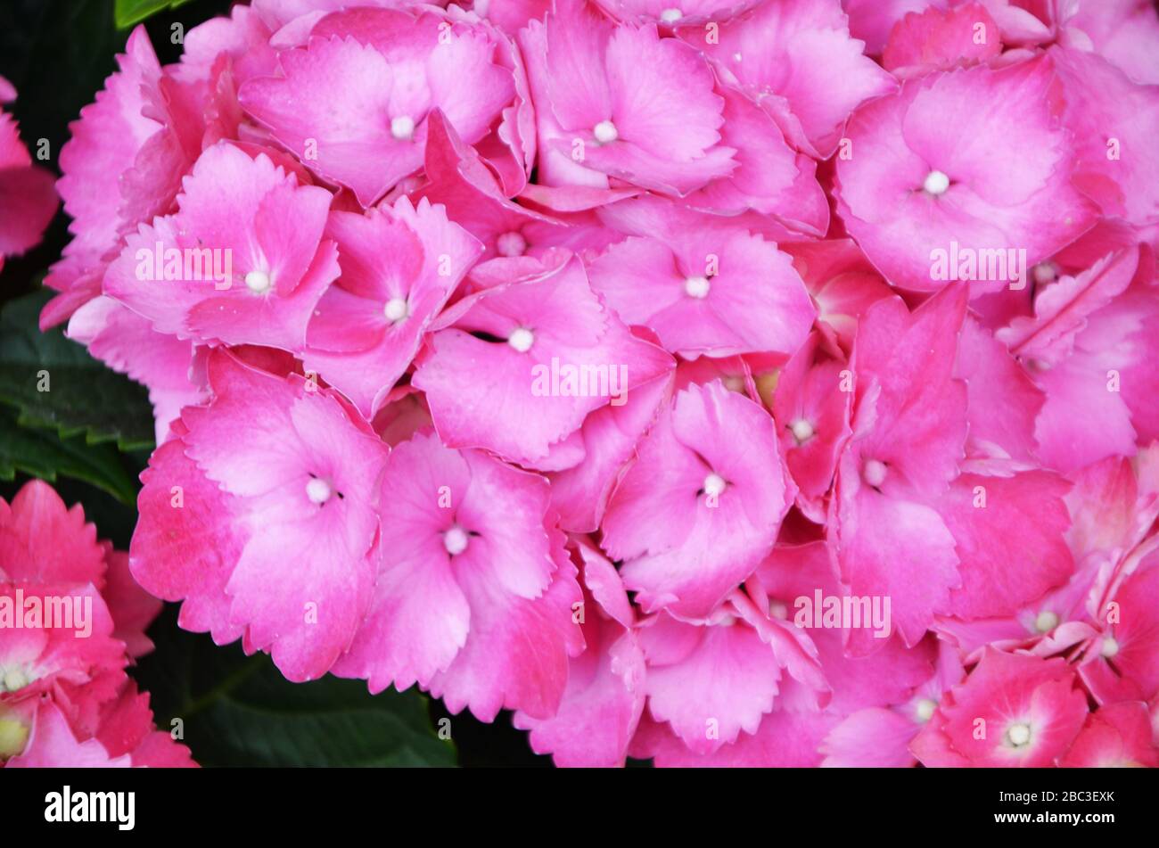 hydrangea flower close up view Stock Photo - Alamy