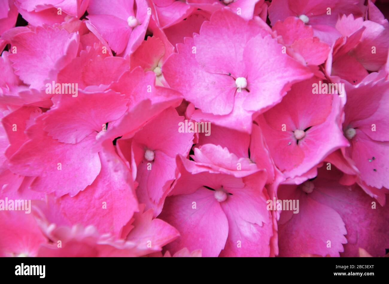 hydrangea flower close up view Stock Photo - Alamy