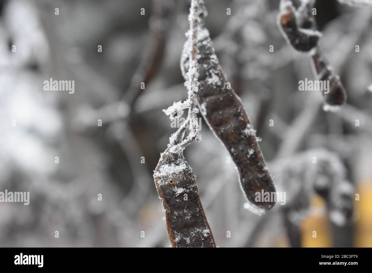 Frost on seeds hi-res stock photography and images - Alamy