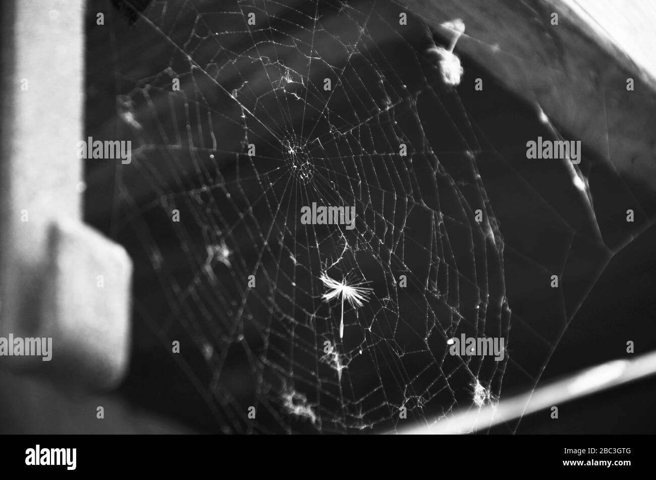 Decoration spider in web Black and White Stock Photos & Images - Alamy