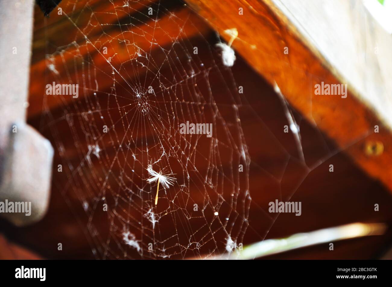 spider net close up view Stock Photo - Alamy
