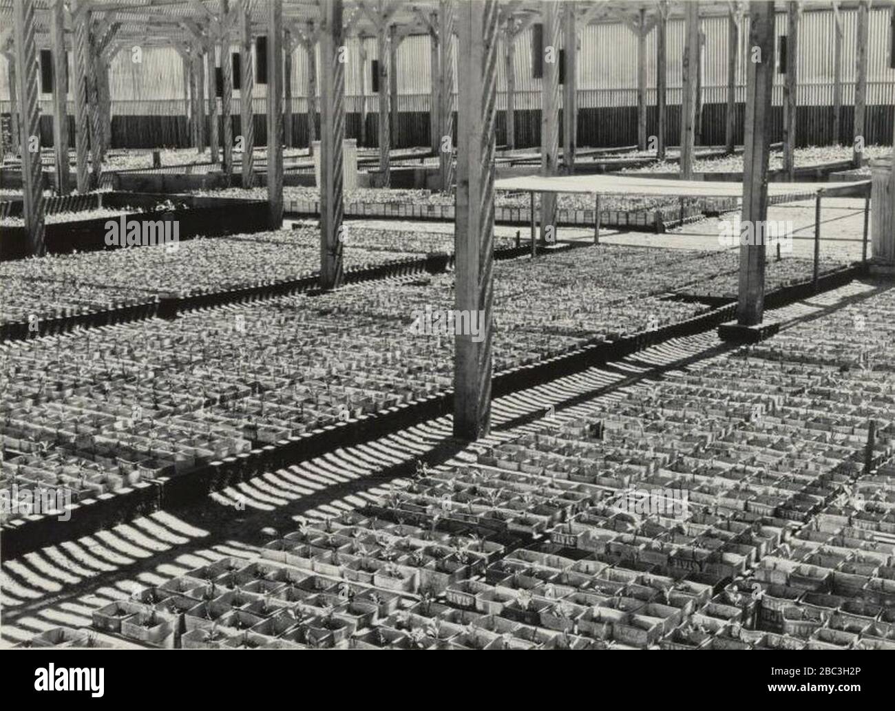 Guayule High Resolution Stock Photography and Images - Alamy