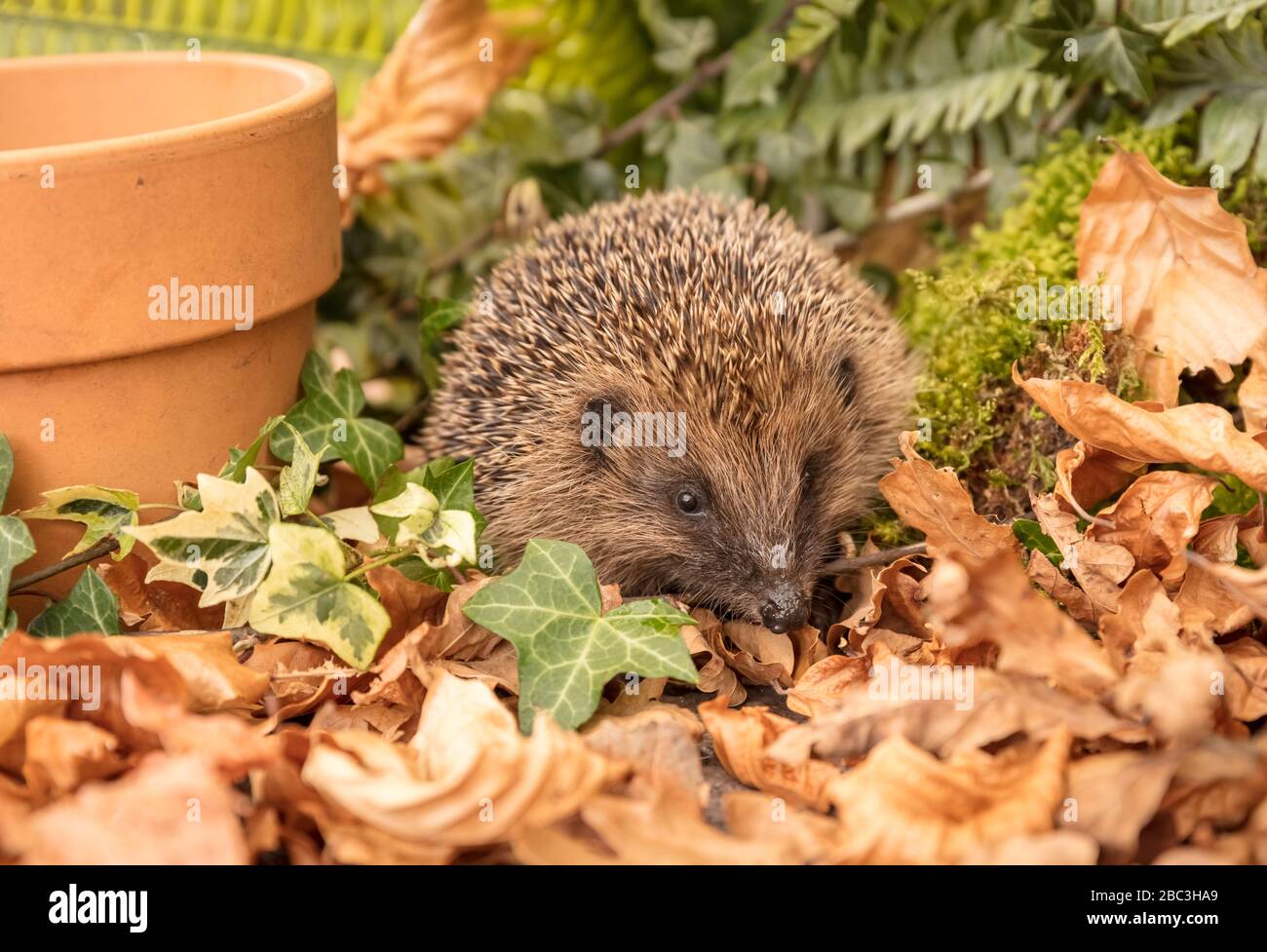 Hedgehog, (Scientific name: Erinaceus Europaeus). Close up of a wild ...