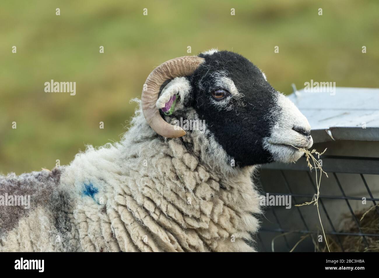 Swaledale Ewe in Winter. Open moorland hill farming in the Yorkshire ...