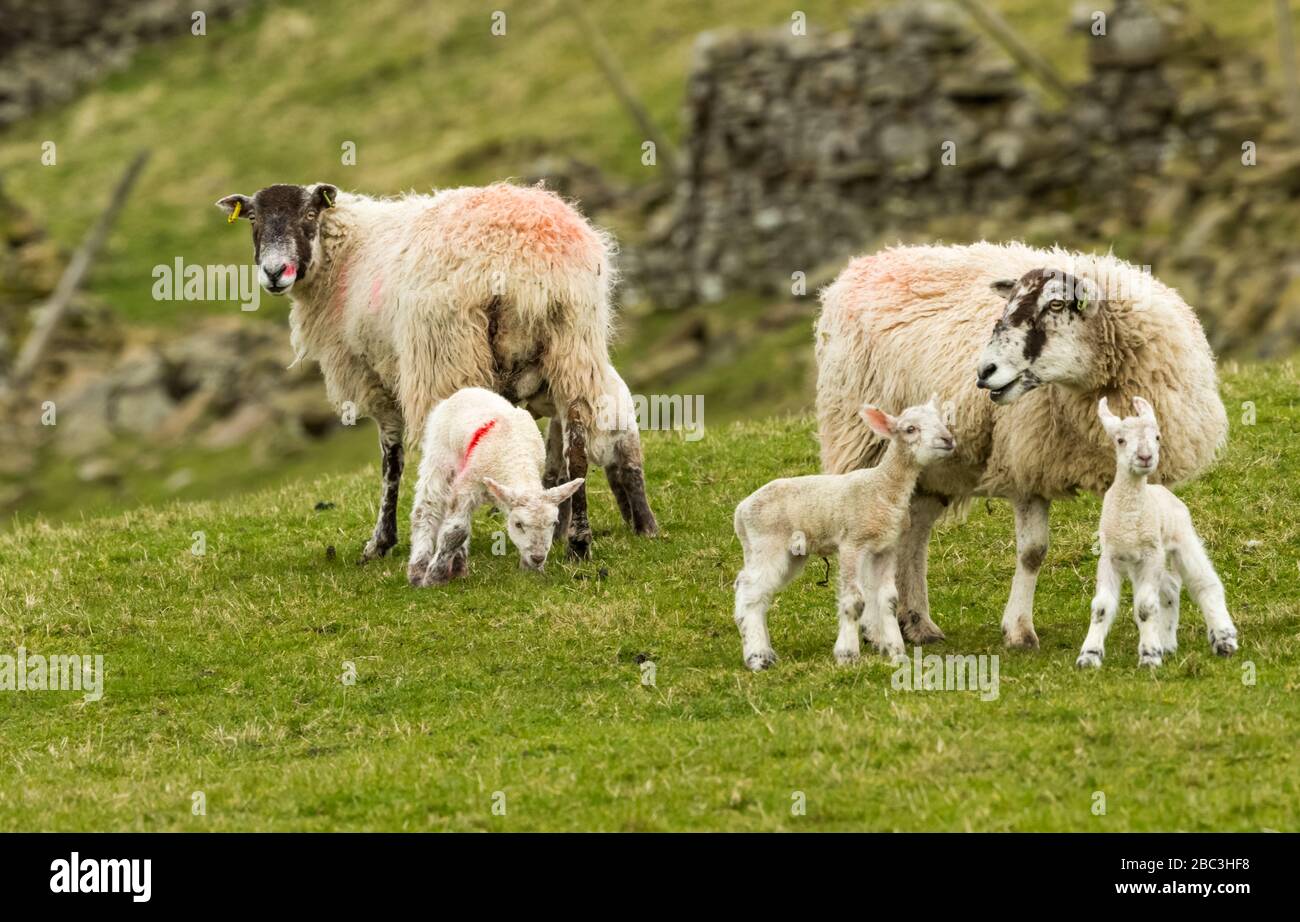 Lambing time in the Yorkshire Dales, England. Two Swaledale mule ewes ...