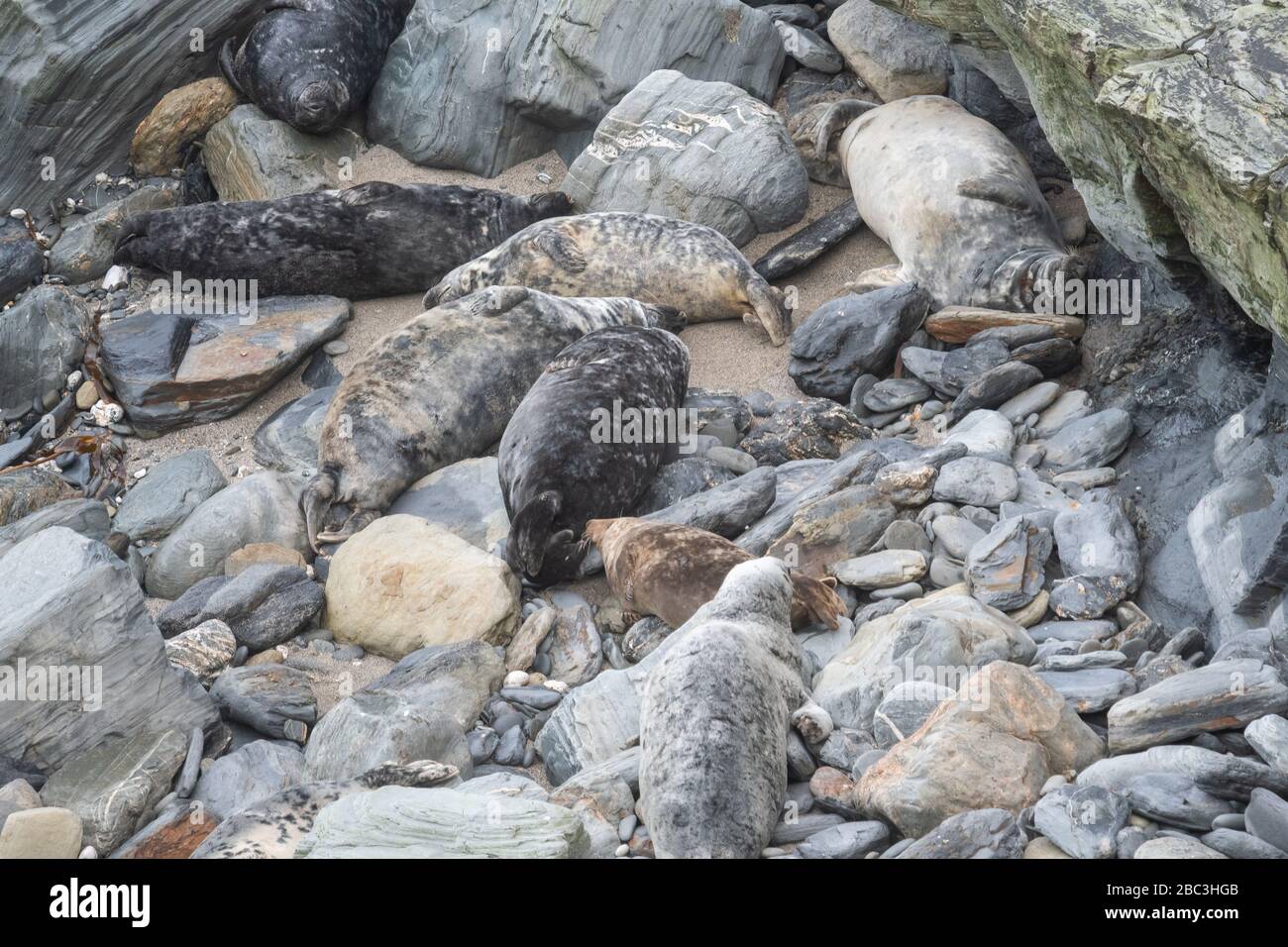 Atlantic grey seals cornwall hi-res stock photography and images - Alamy
