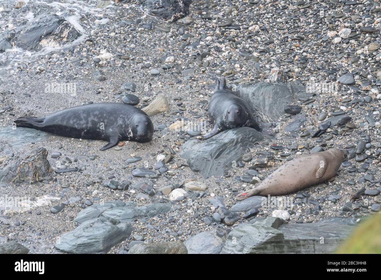 Atlantic grey seals cornwall hi-res stock photography and images - Alamy