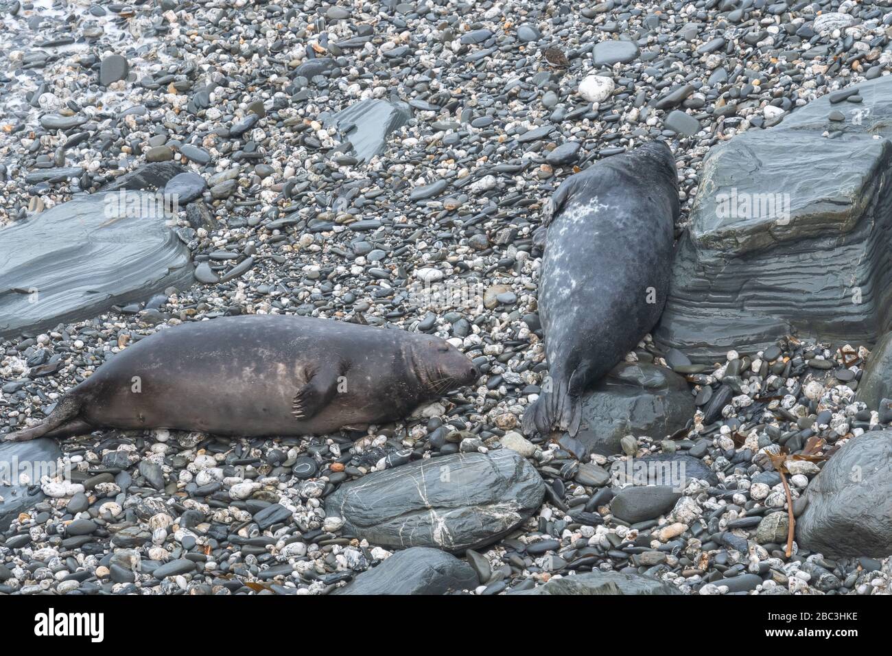 Grey seals (halichoerus grypus) on the beach at Godrevy in Cornwall ...