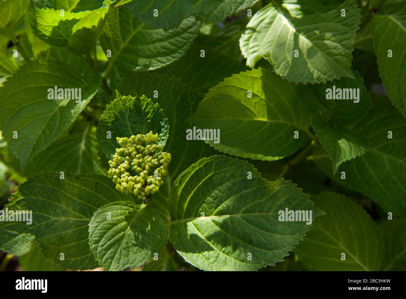Big leaf hydrangea hi-res stock photography and images - Alamy