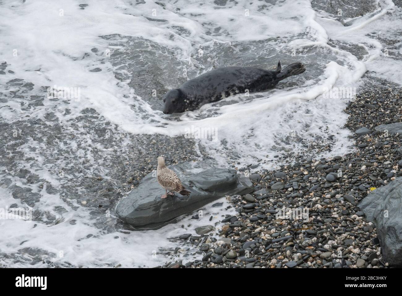 Cornwall beach wildlife seals hi-res stock photography and images - Alamy