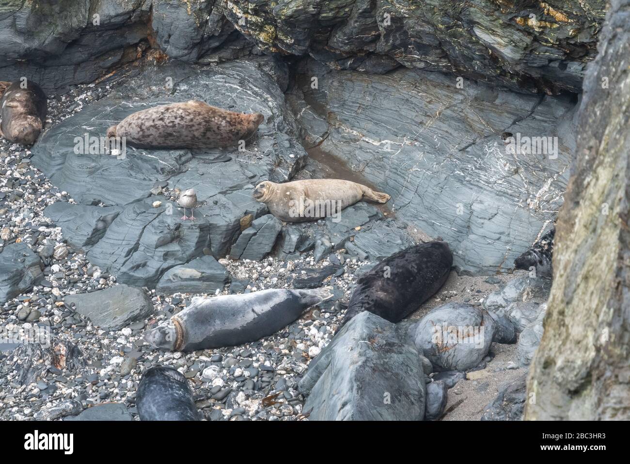 Atlantic grey seals cornwall hi-res stock photography and images - Alamy