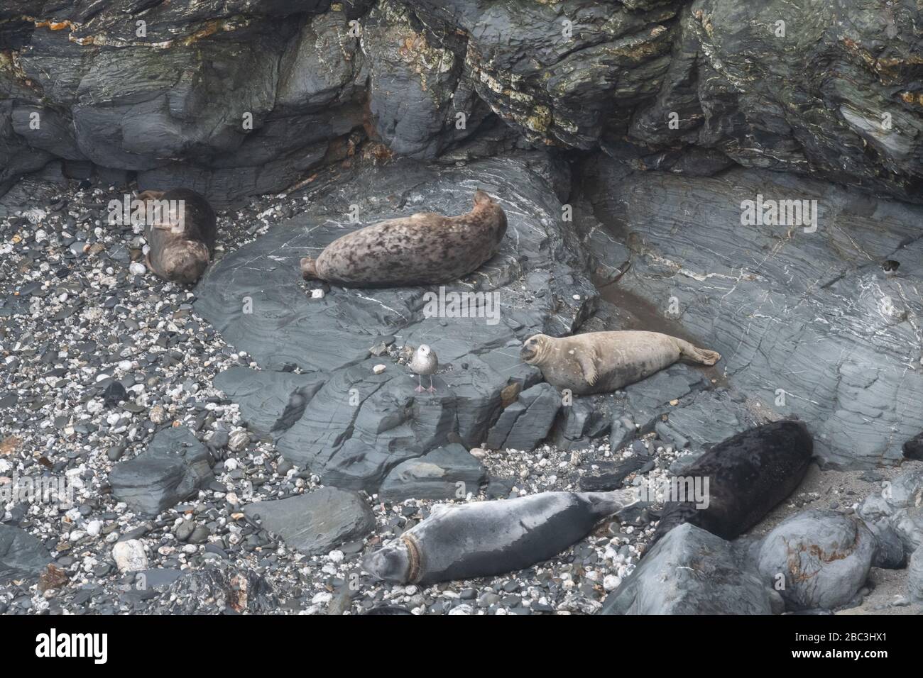Grey seals (halichoerus grypus) on the beach at Godrevy in Cornwall ...