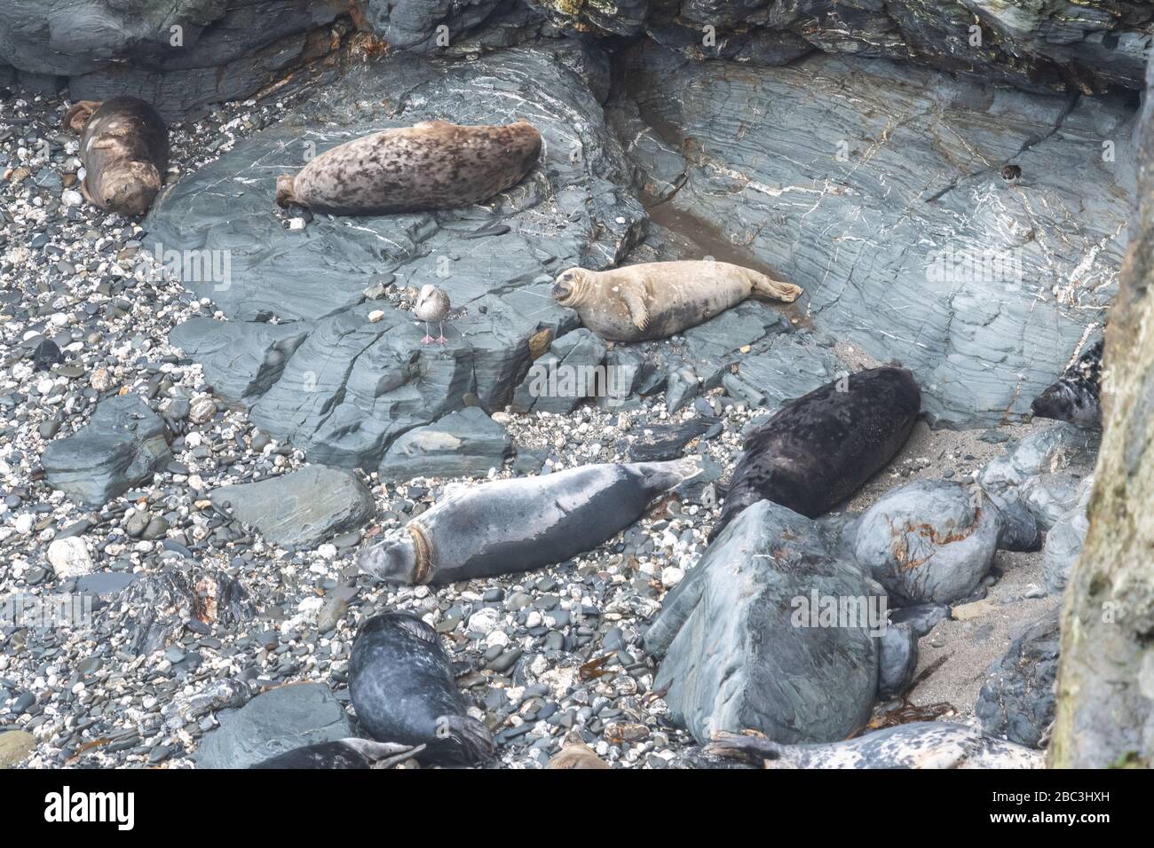Atlantic grey seals cornwall hi-res stock photography and images - Alamy