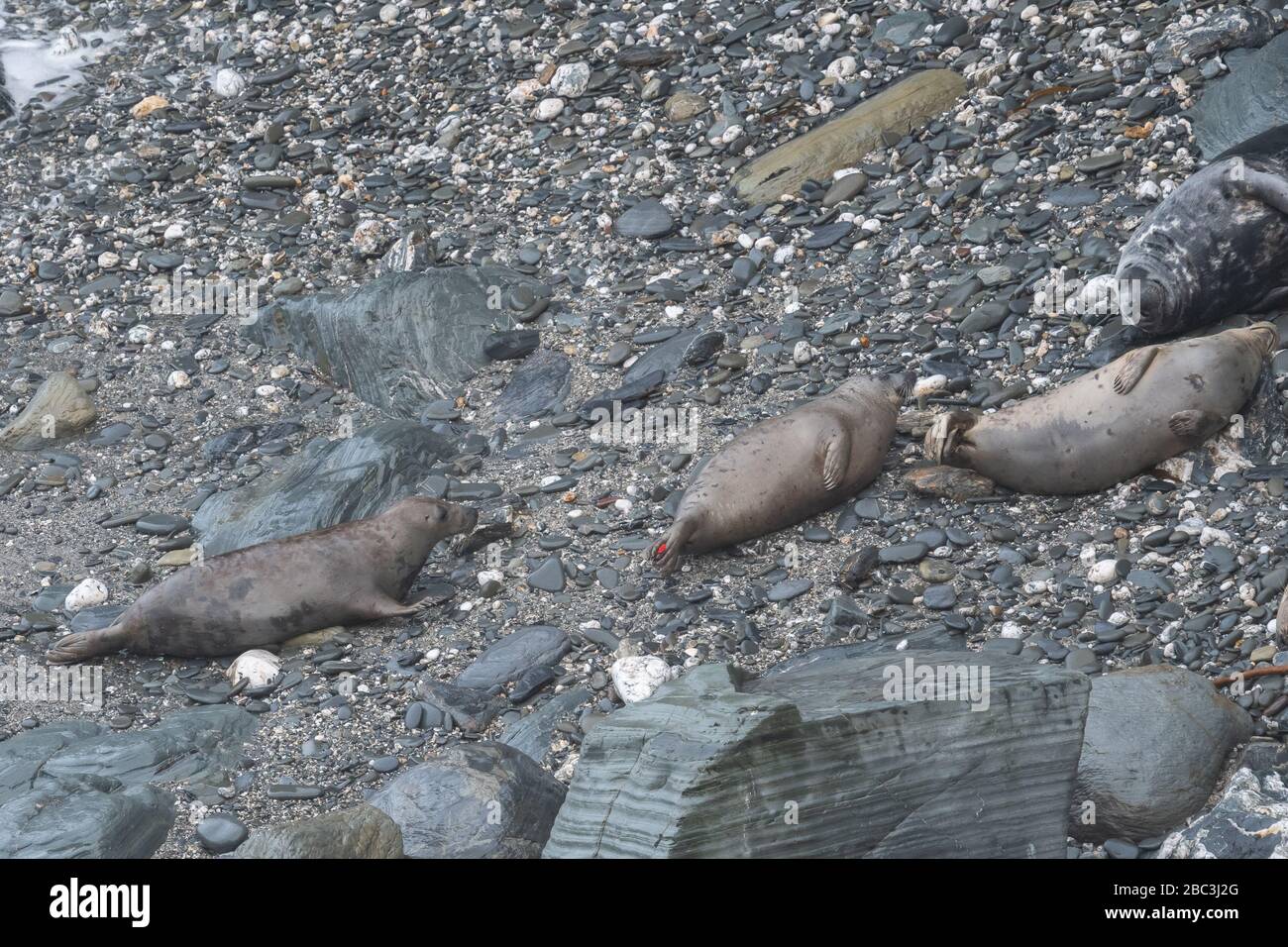 Atlantic grey seals cornwall hi-res stock photography and images - Alamy