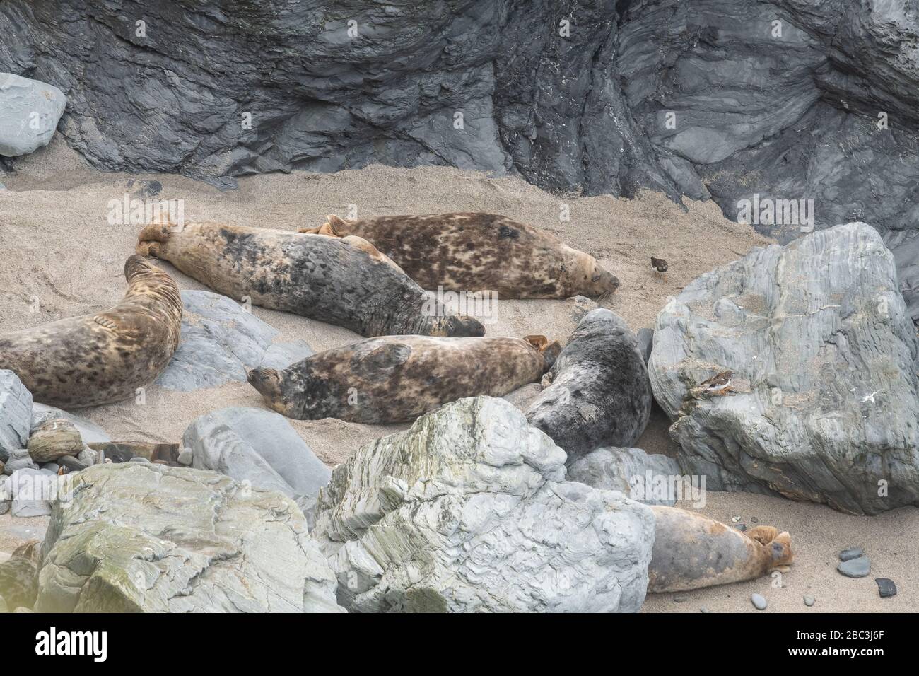 Atlantic grey seals cornwall hi-res stock photography and images - Alamy