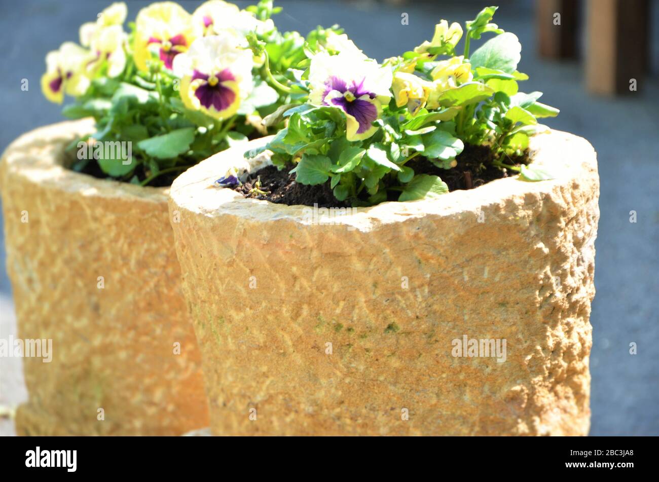 natural flowers close up view Stock Photo - Alamy