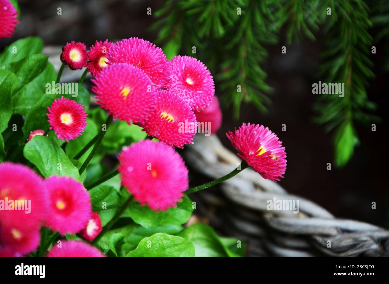 natural flowers close up view Stock Photo - Alamy