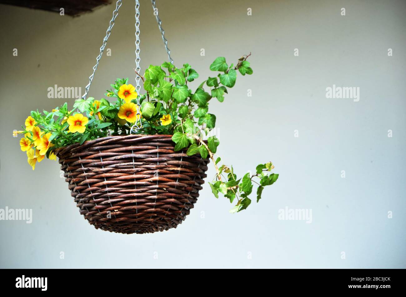 natural flowers close up view Stock Photo - Alamy