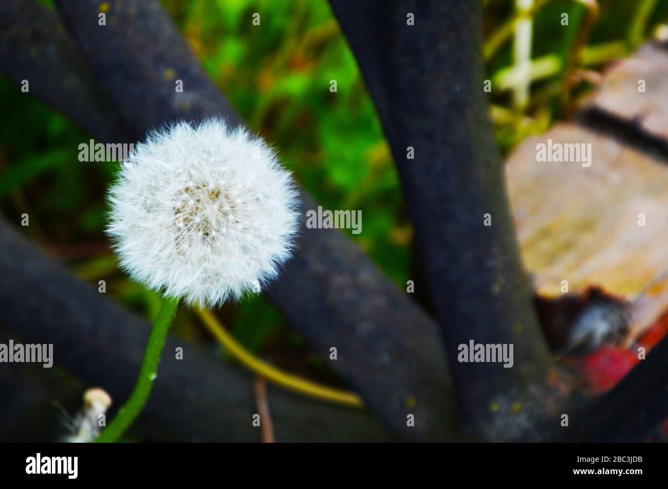 natural flowers close up view Stock Photo - Alamy