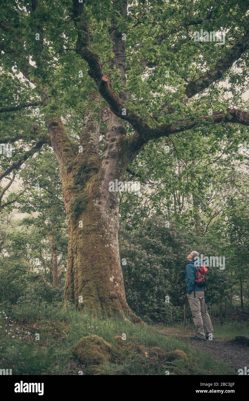 Man looking down on a huge oak tree Stock Photo - Alamy