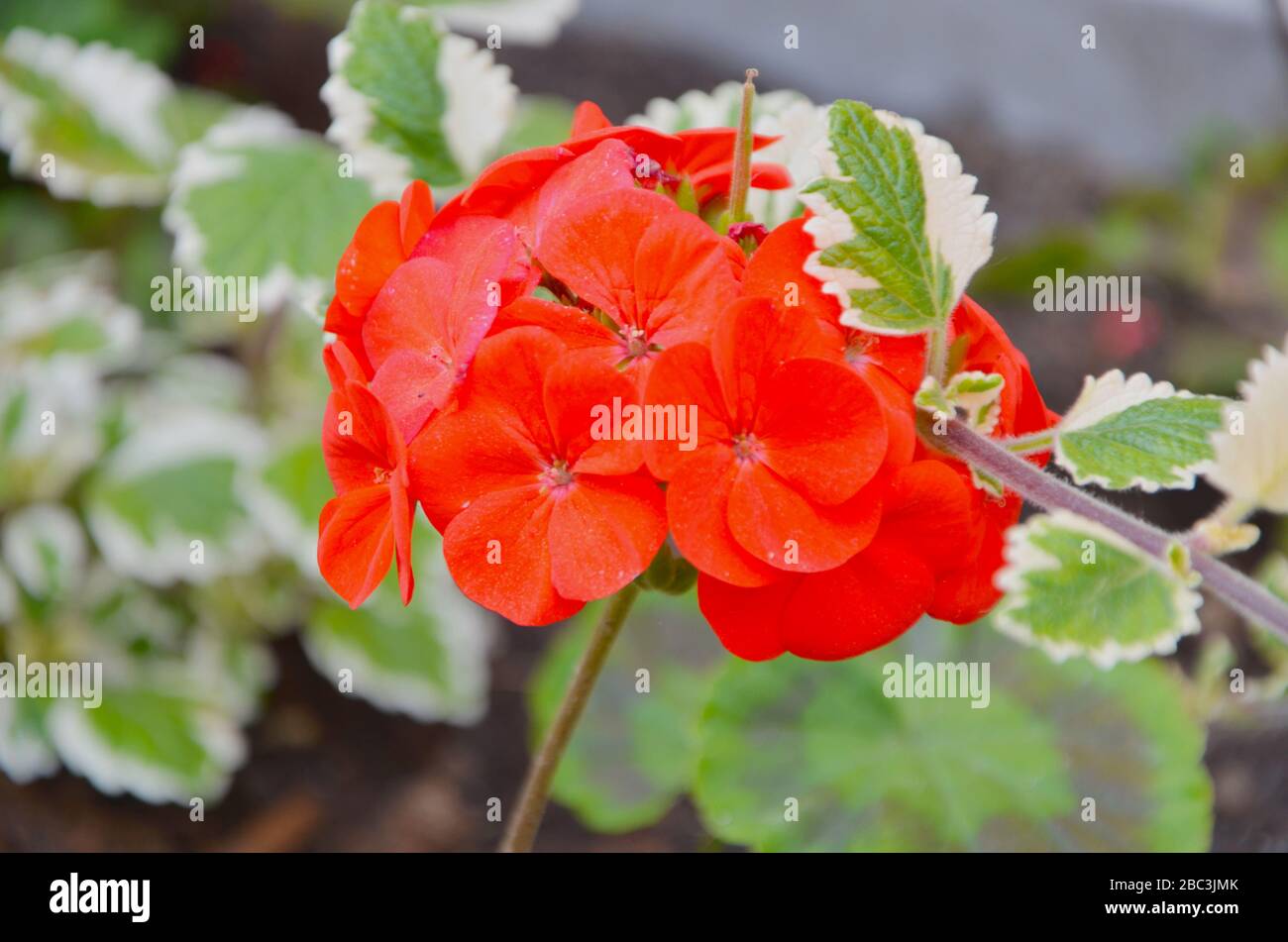 natural flowers close up view Stock Photo - Alamy