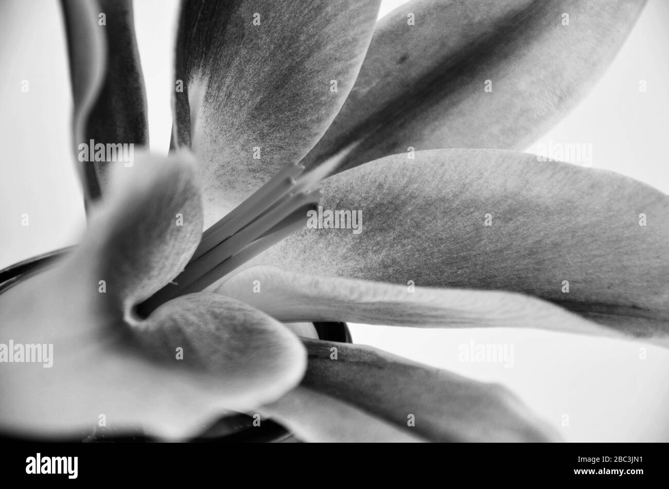 natural lily flower close up view Stock Photo - Alamy