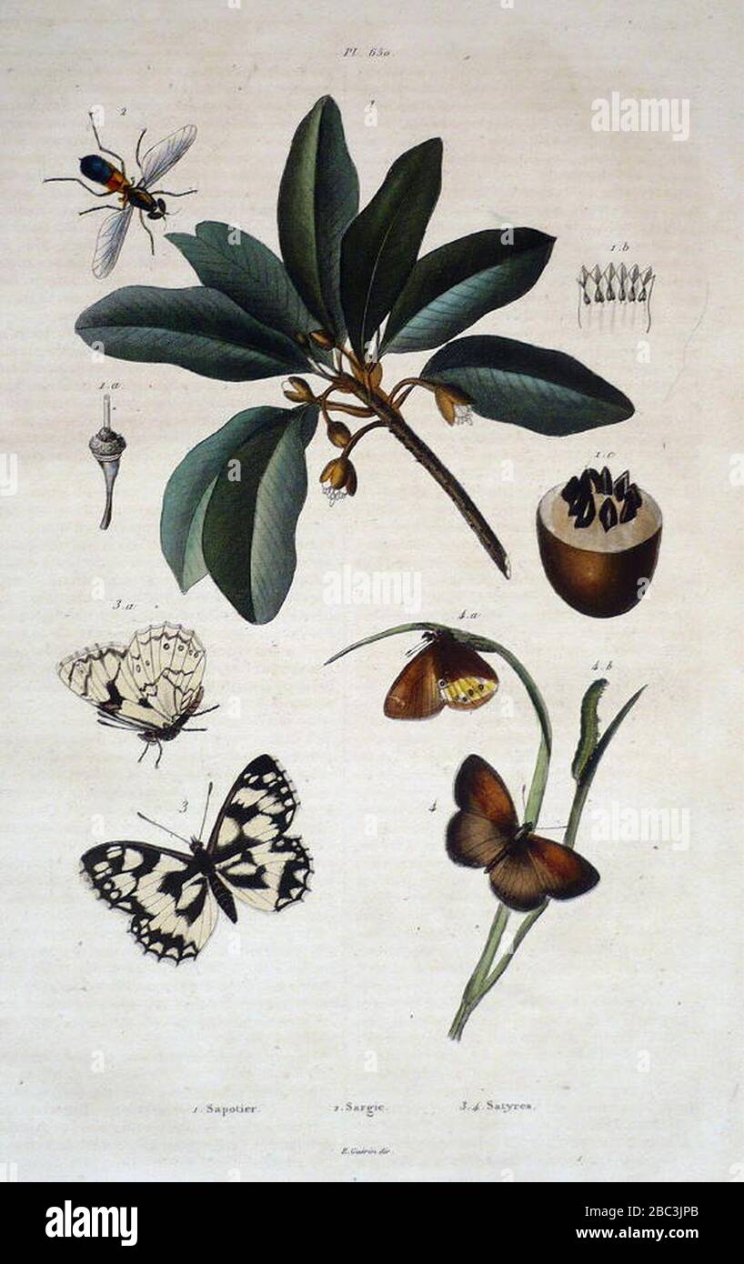 Guerin plate 650 Sapotier - Sargie - Satyres Stock Photo - Alamy