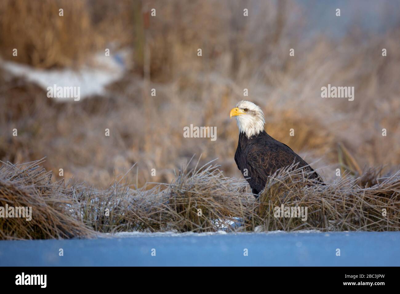Bald eagle prey hi-res stock photography and images - Alamy