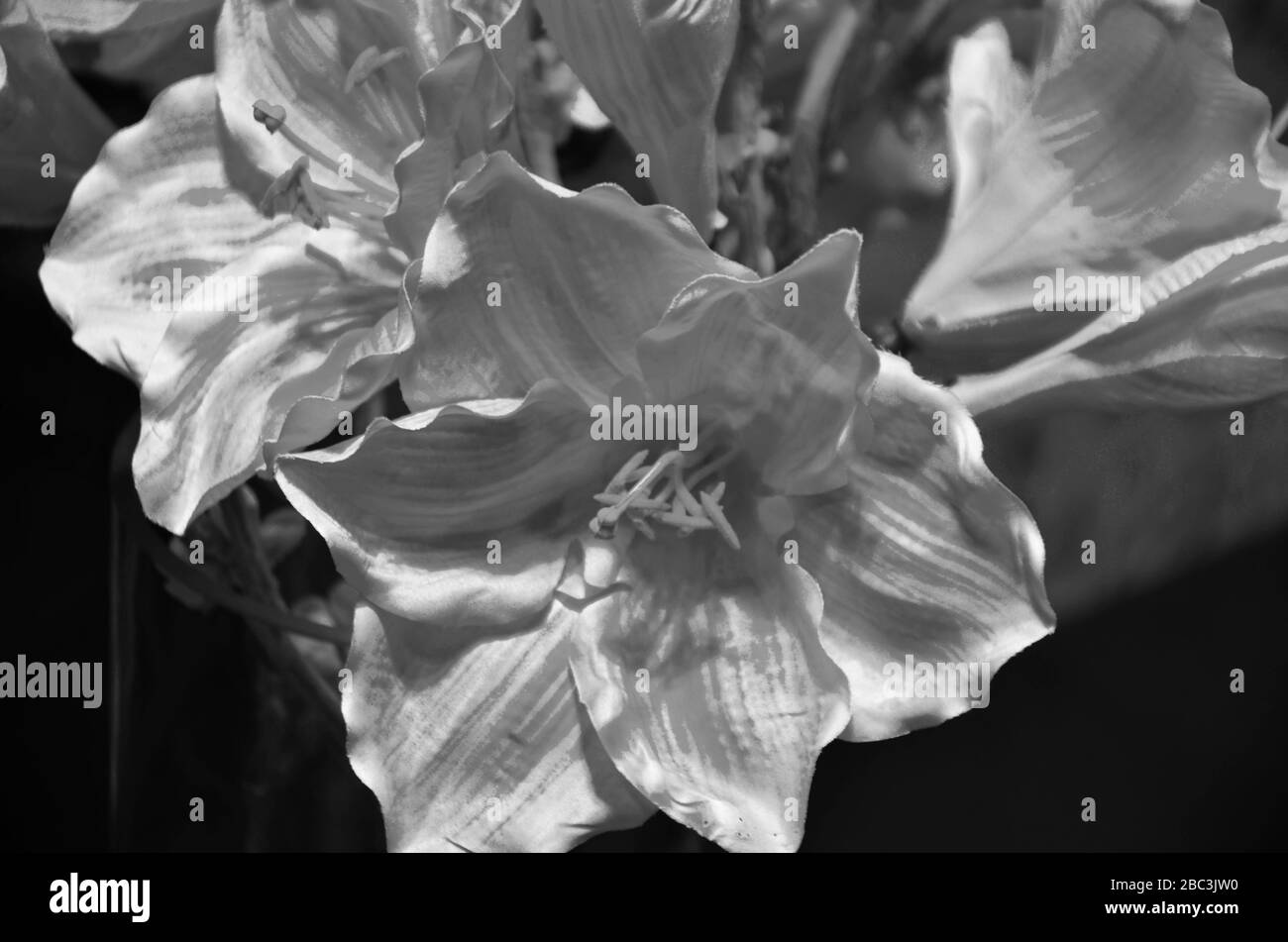 Lily lilies lilium Black and White Stock Photos & Images - Alamy