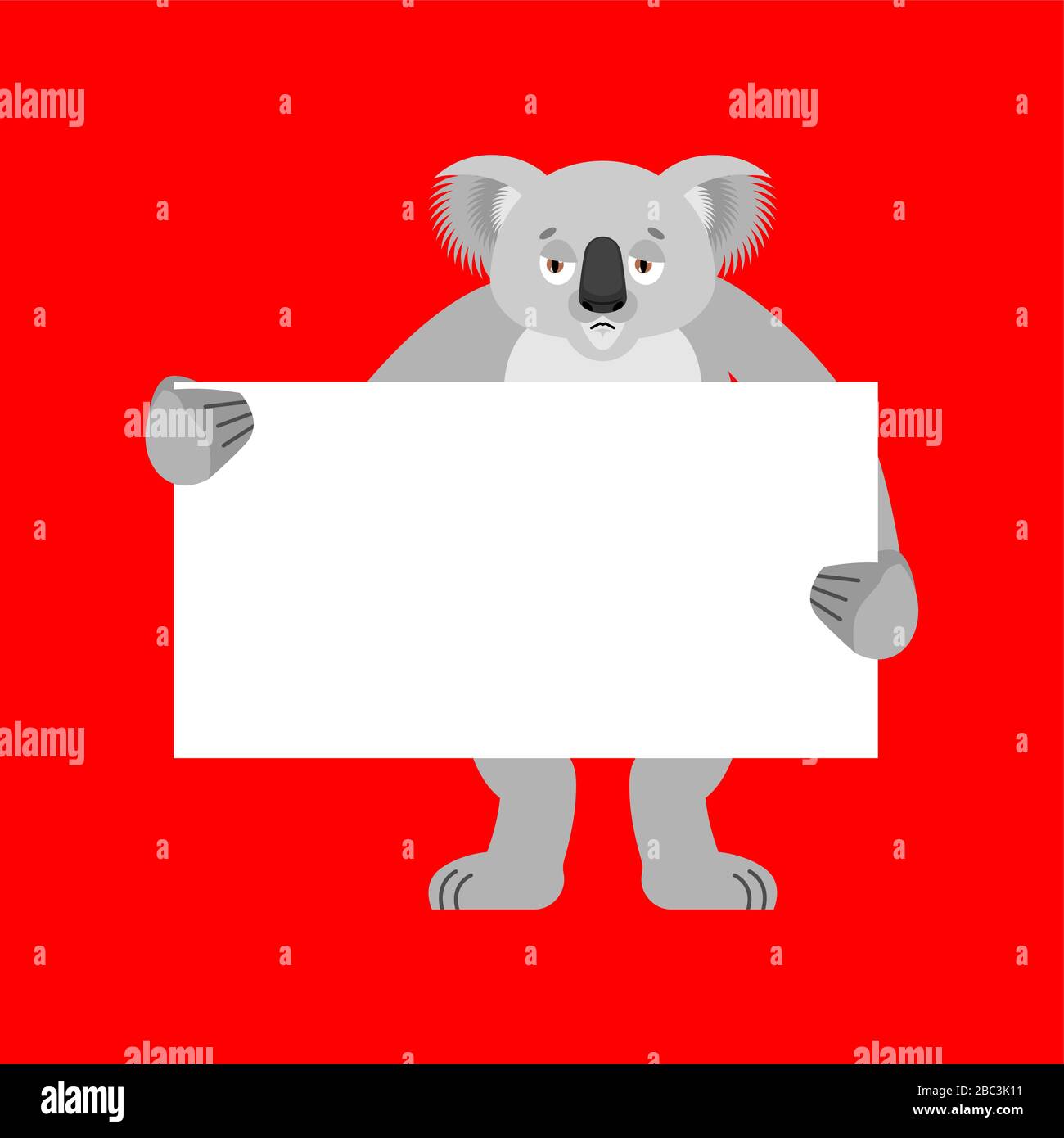 Sad Koala holding banner blank. koala bear sorrowful and white blank ...