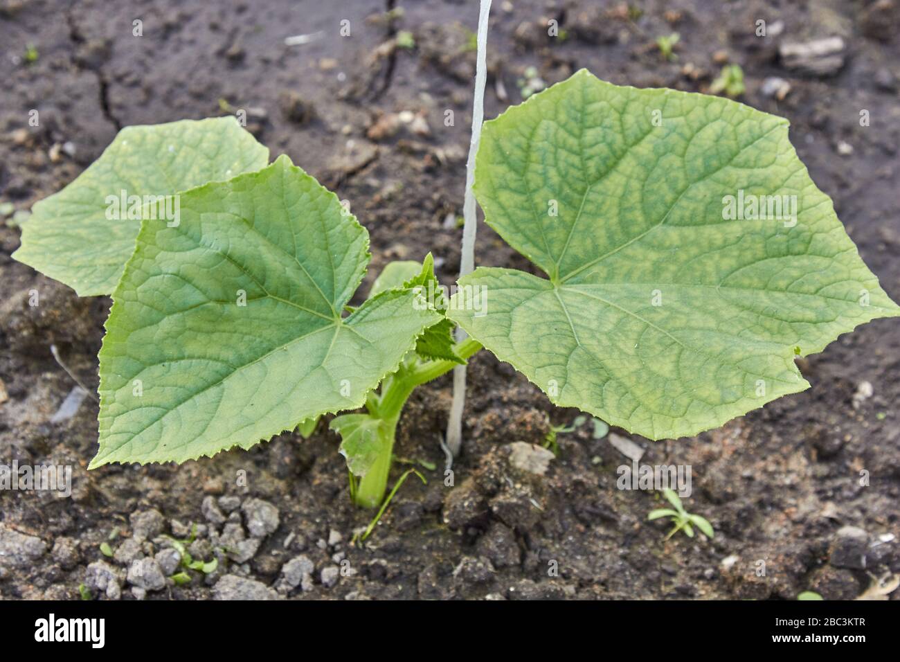 Cucumber grows on flowering bush hi-res stock photography and images ...