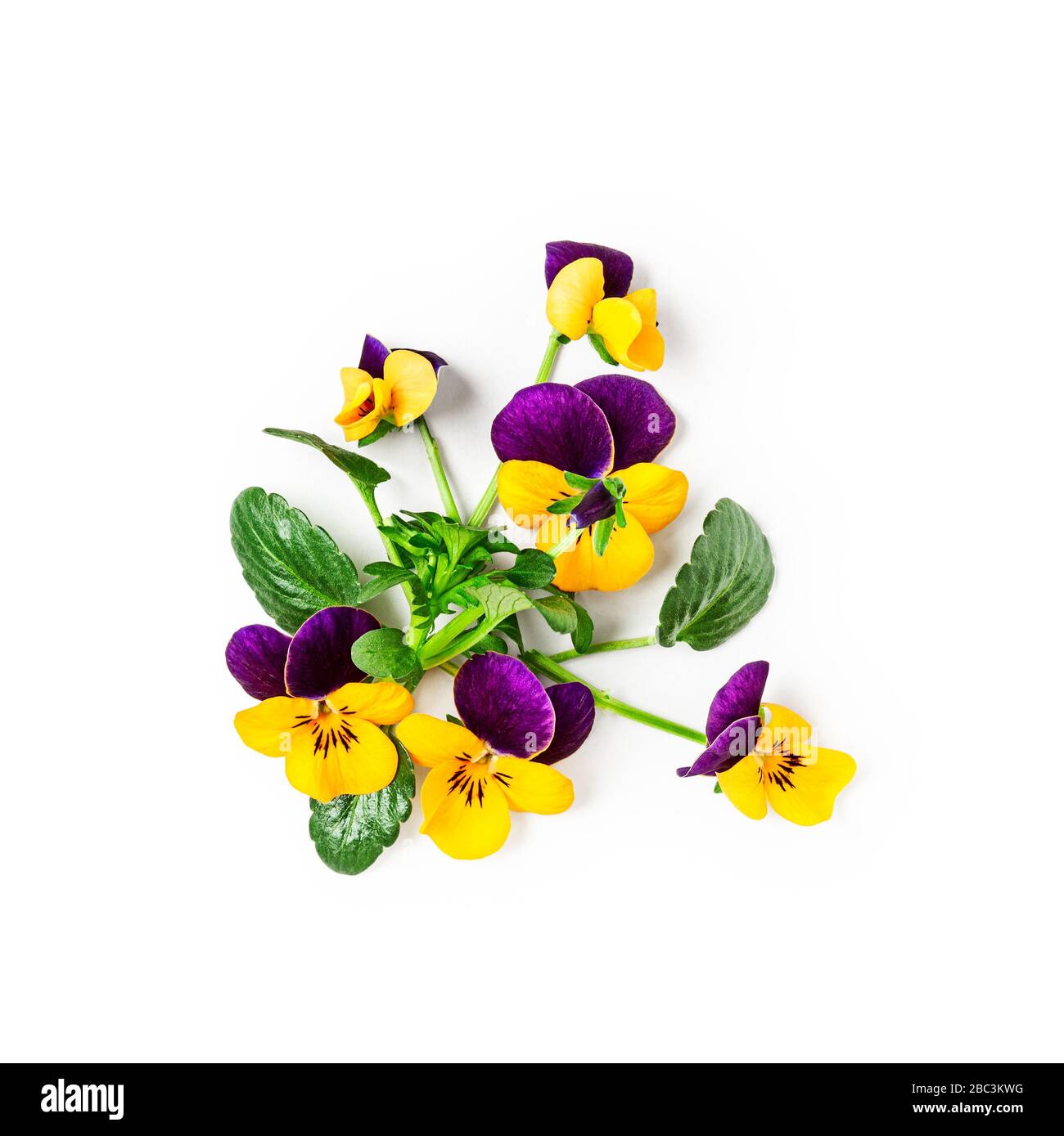 Viola pansy flower creative composition. Small spring flowers isolated ...