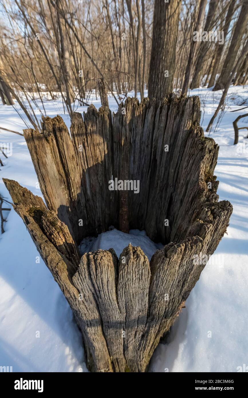 Old and hollow tree stump at the Bundy Hill nature preserve in Isabella ...