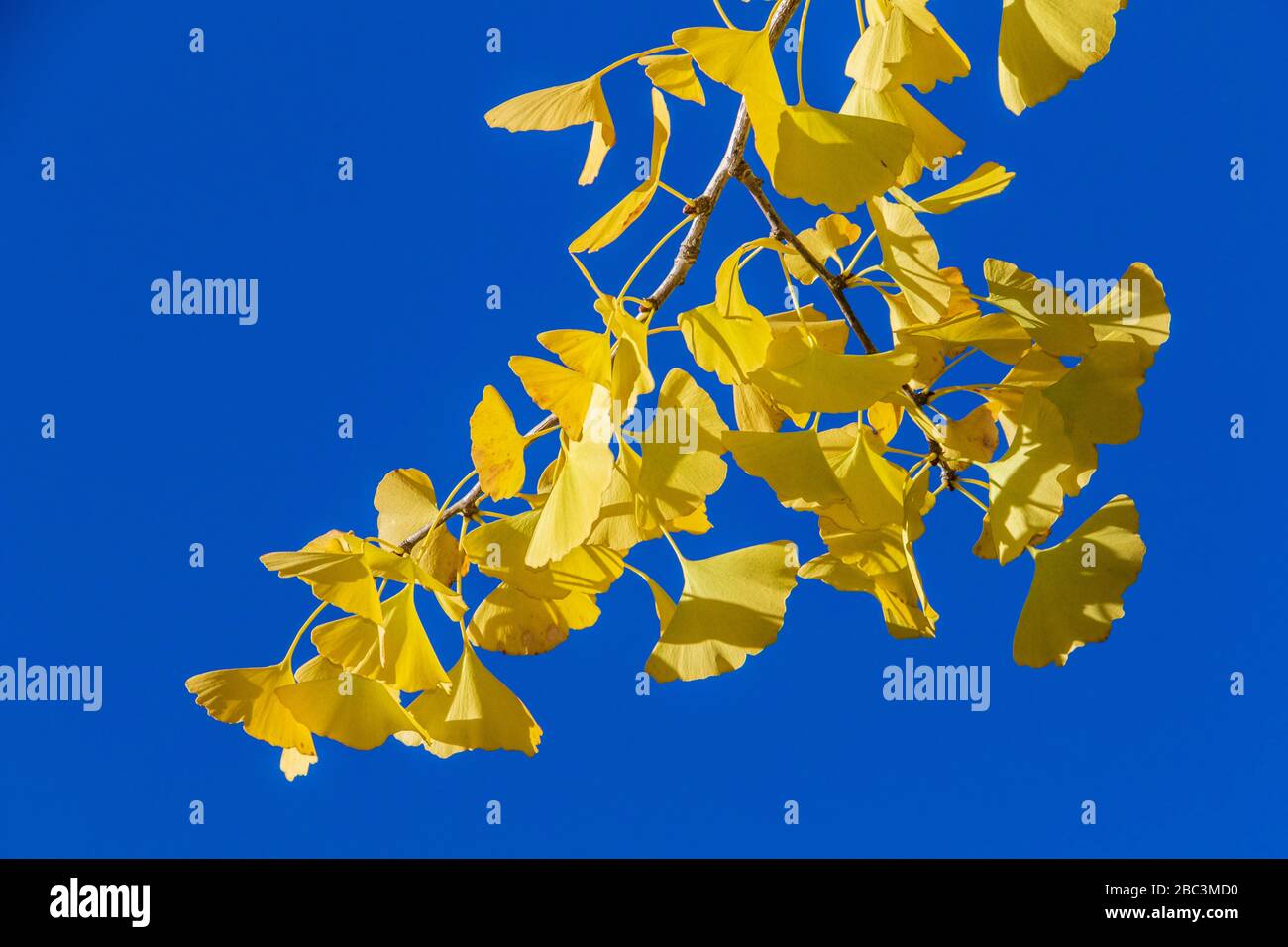 Ginkgo Tree in autumn color in Marietta, Georgia Stock Photo - Alamy