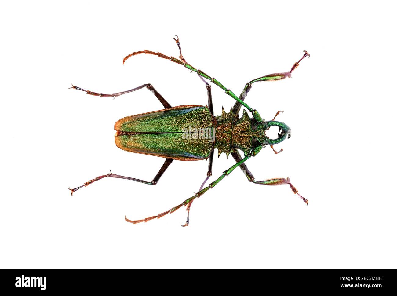 Macrophotograph of a Psalidognathus friendi with metallic accent on a ...