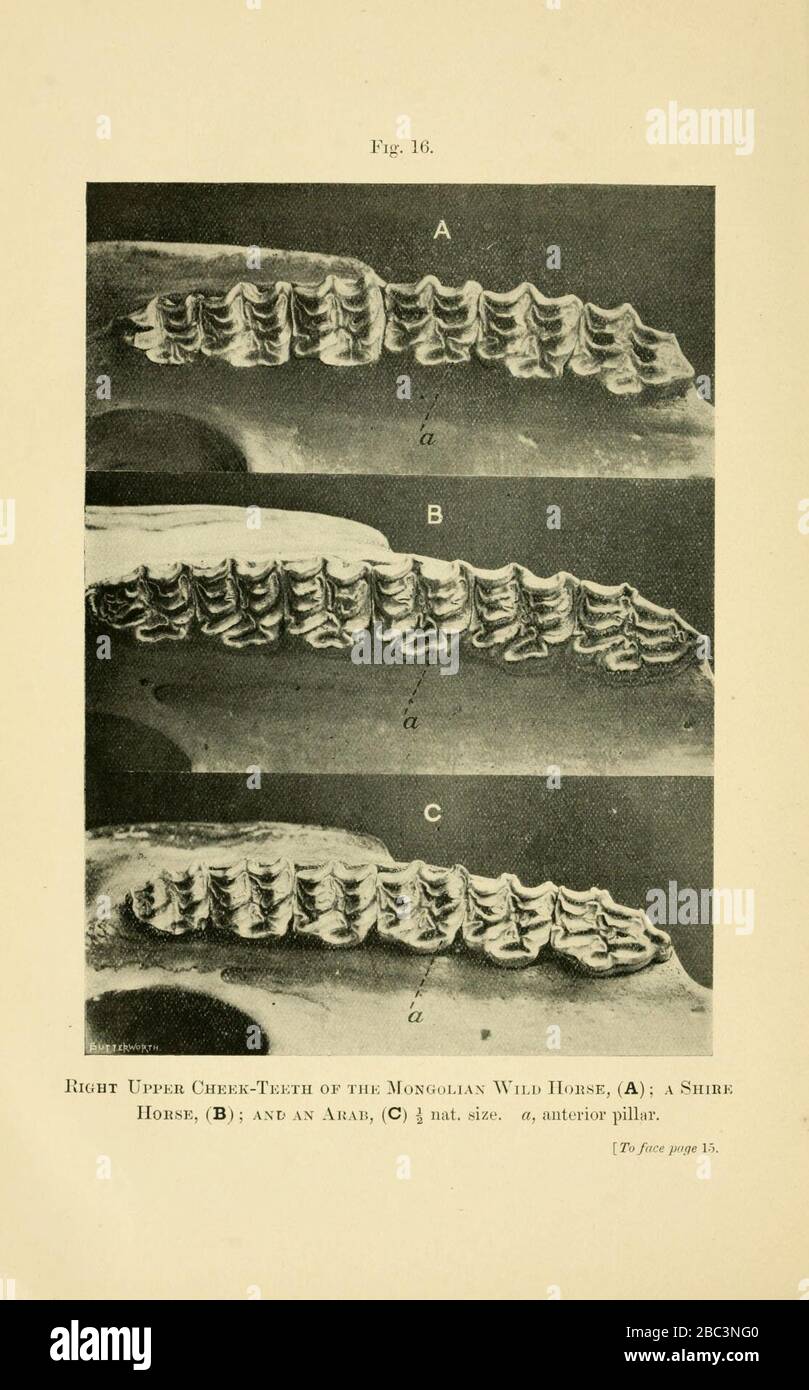 Guide to the specimens of the horse family (Equidæ) exhibited in the ...
