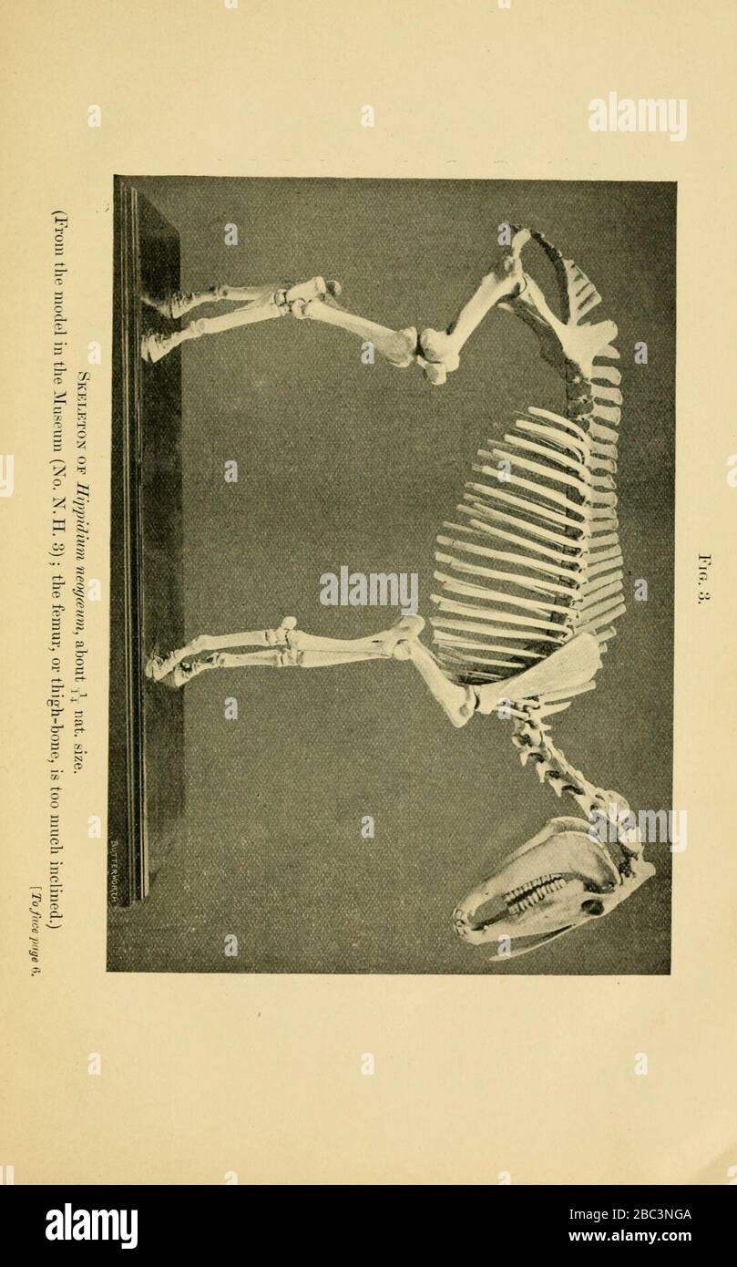 Guide to the specimens of the horse family (Equidæ) exhibited in the ...