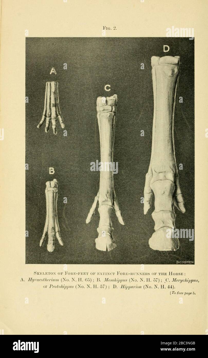 Guide to the specimens of the horse family (Equidæ) exhibited in the ...